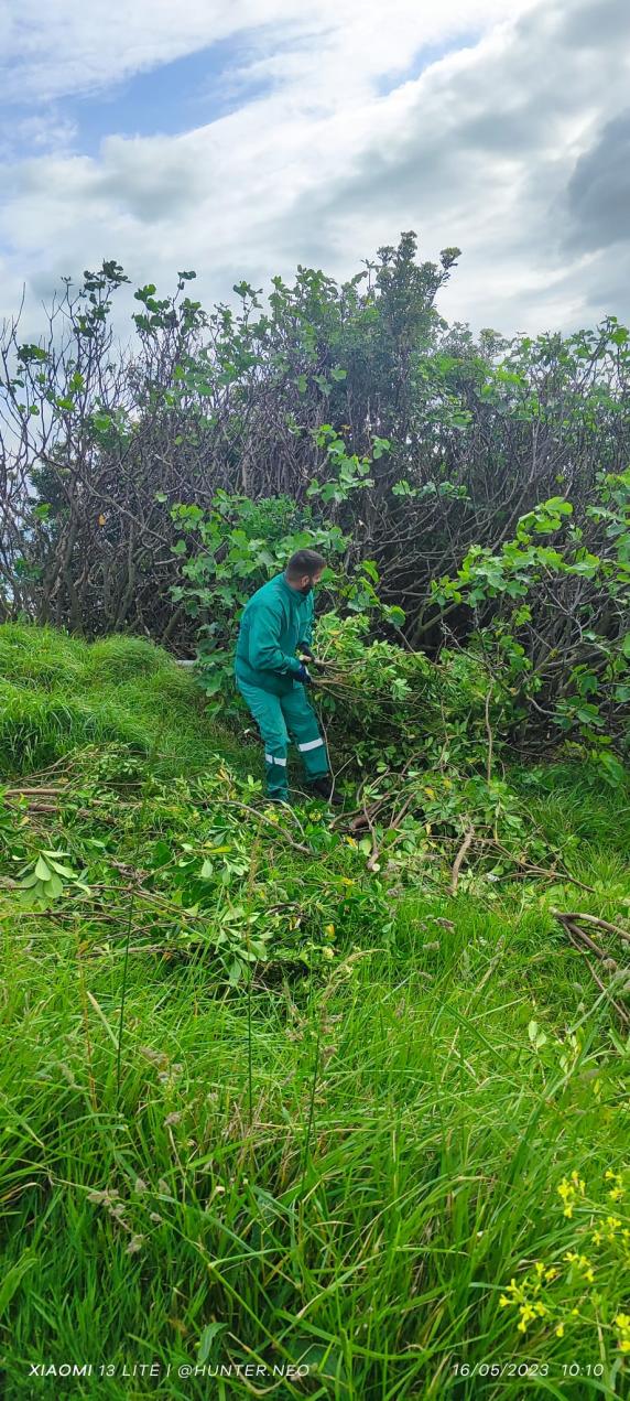 Finalizan los trabajos para eliminar flora invasora en el islote de la ...